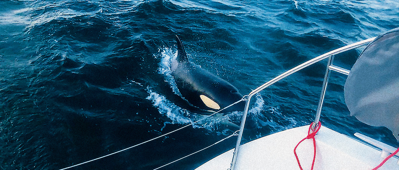 Gibraltar Strait Orca Attacks: Safety Recommendations for Sailors ...